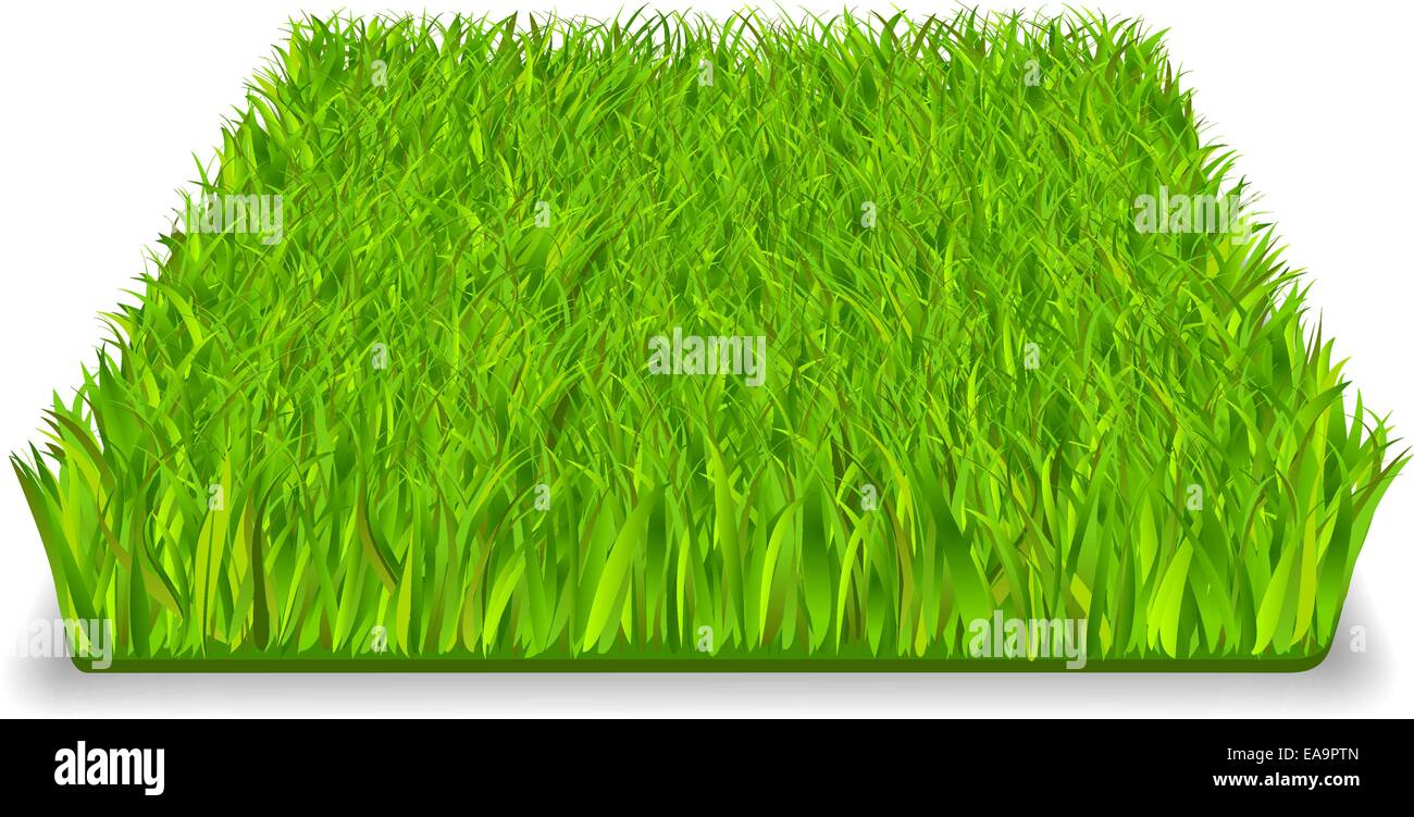 Green grass square realistic isolated vector illustration Stock Vector ...