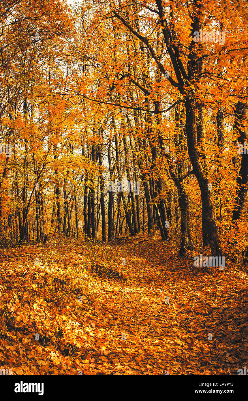 Gold wald hi-res stock photography and images - Alamy
