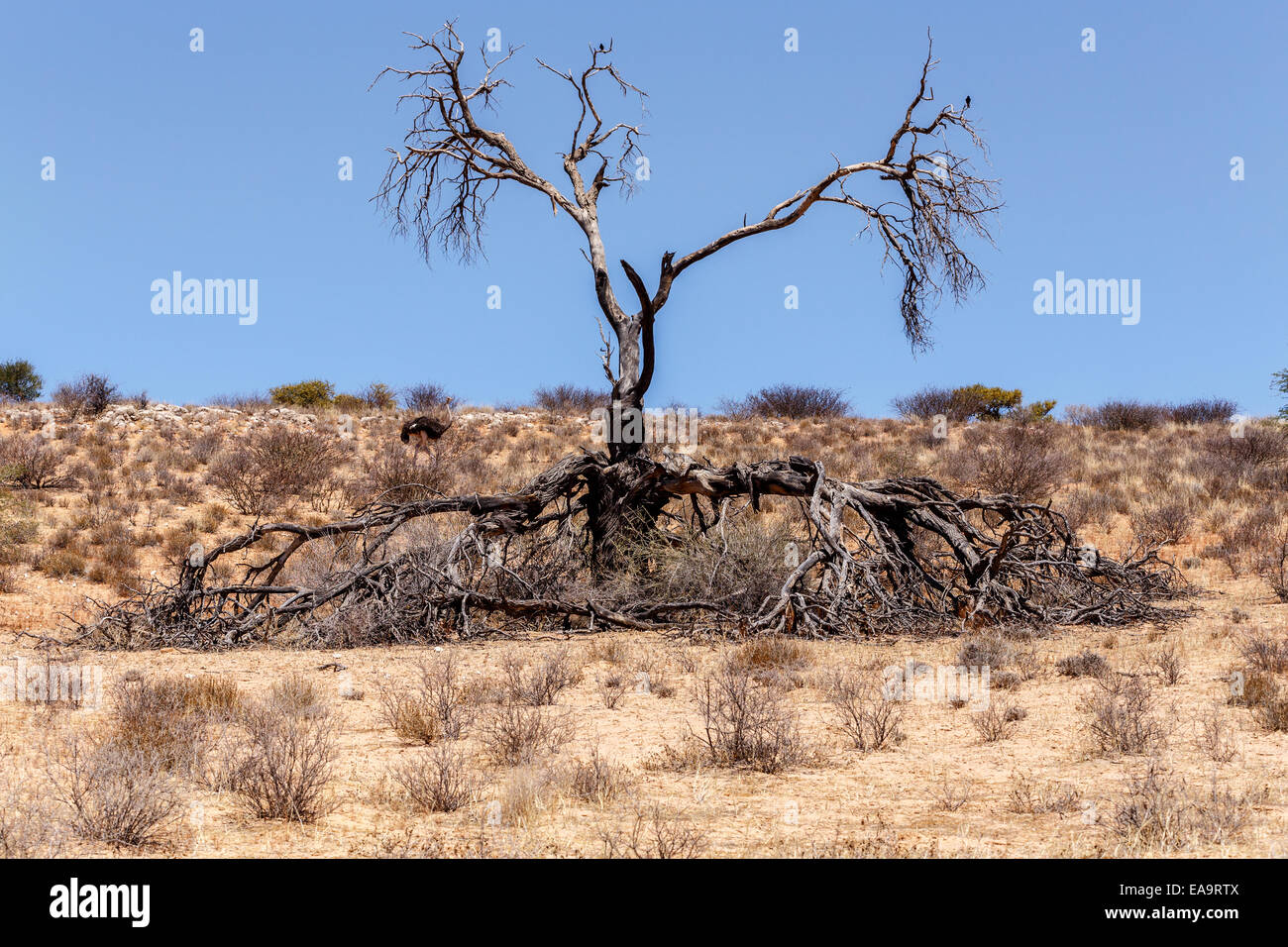 Lonely dead tree in an arid landscape, Kgalagadi Transfrontier Park ...