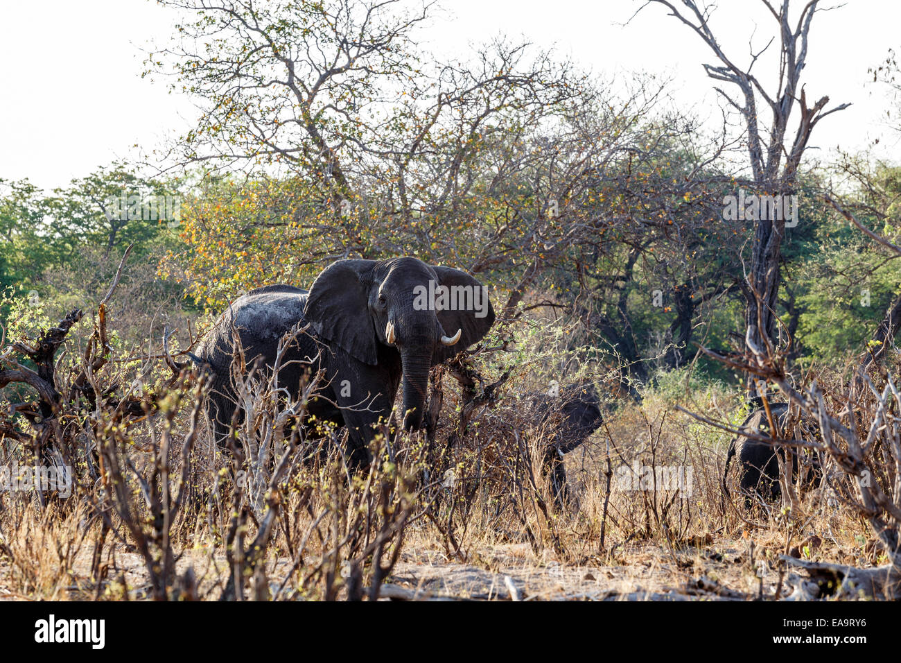 A herd of African elephants drinking at a muddy waterhole, Caprivi Game ...