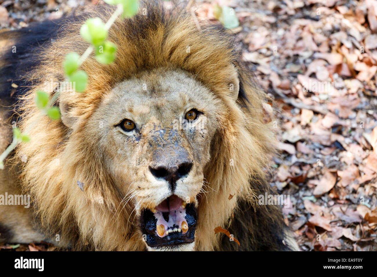 Big teeth hi-res stock photography and images - Alamy