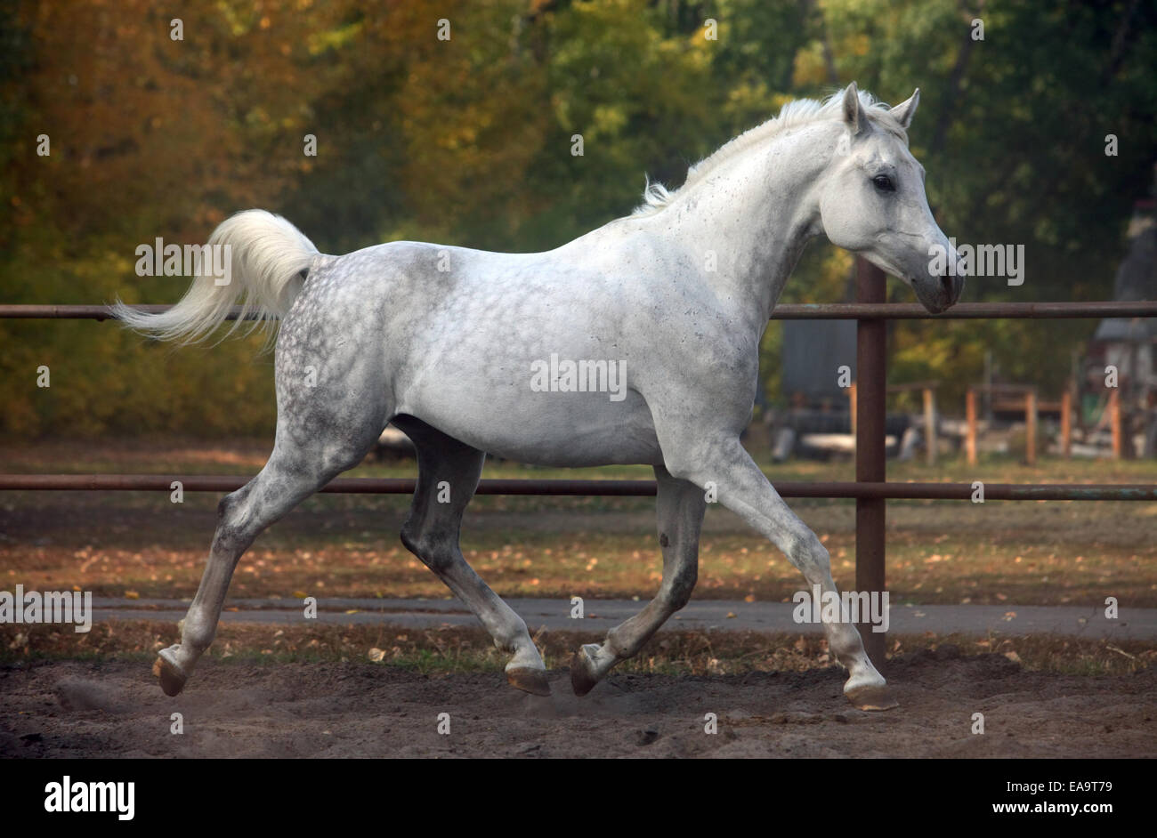 Grey arabian horse runs gallop Stock Photo - Alamy
