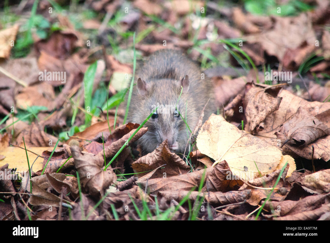 Common brown Rat ( Rattus norvegicus) also known as a Norway rat ...