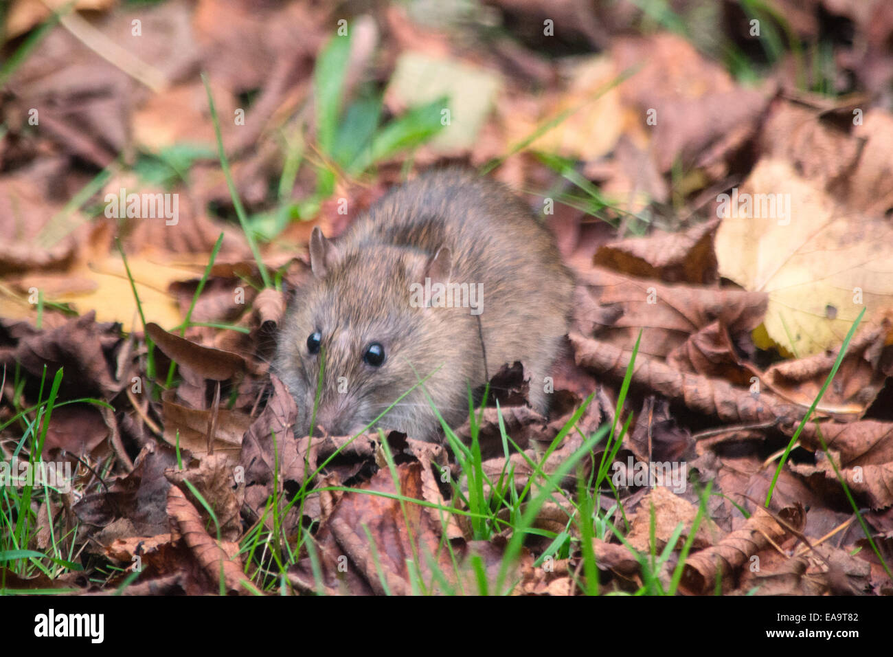 Common brown Rat ( Rattus norvegicus) also known as a Norway rat ...