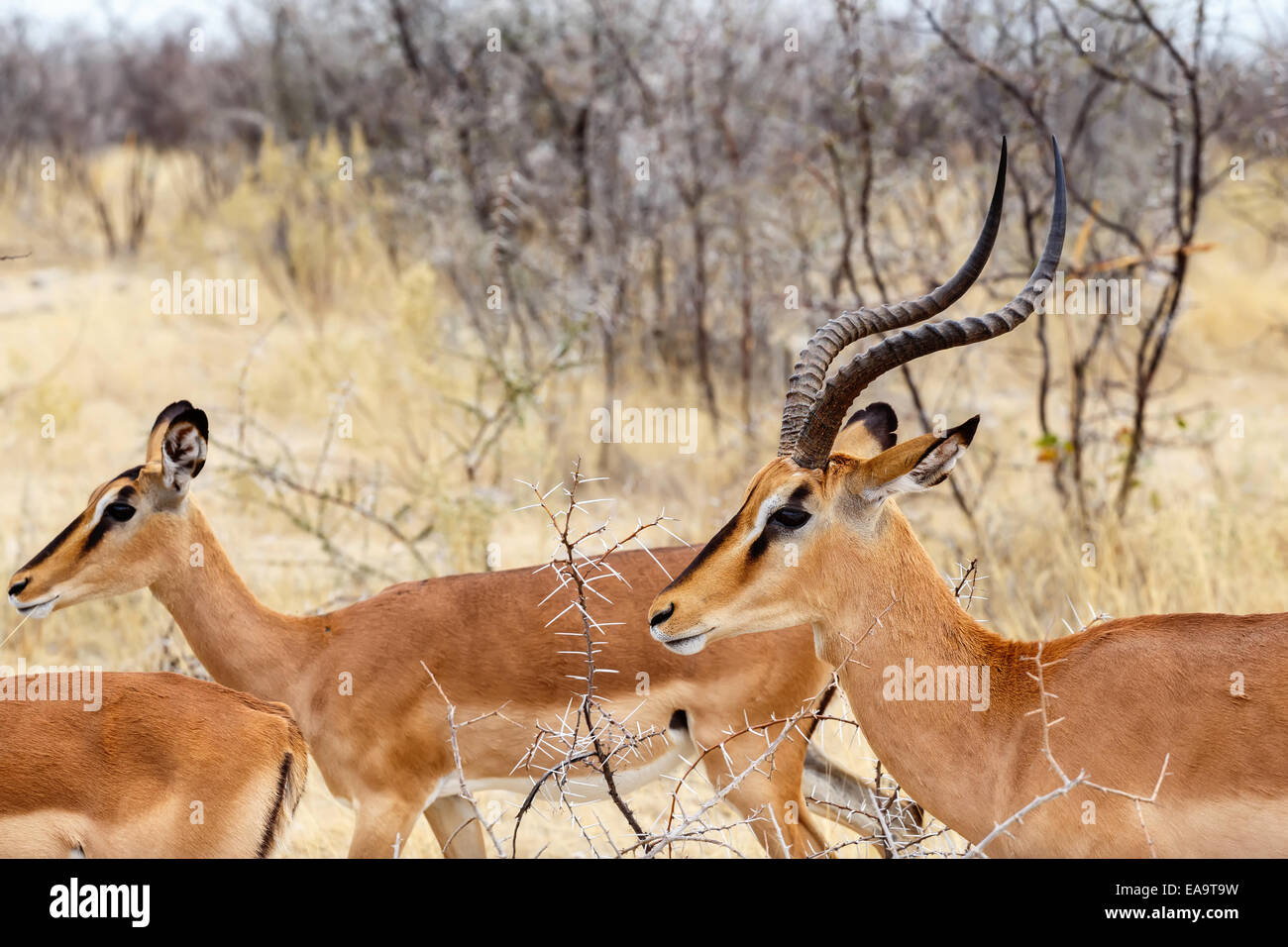 Springbok Antidorcas marsupialis, Etosha national Park, Ombika, Kunene ...