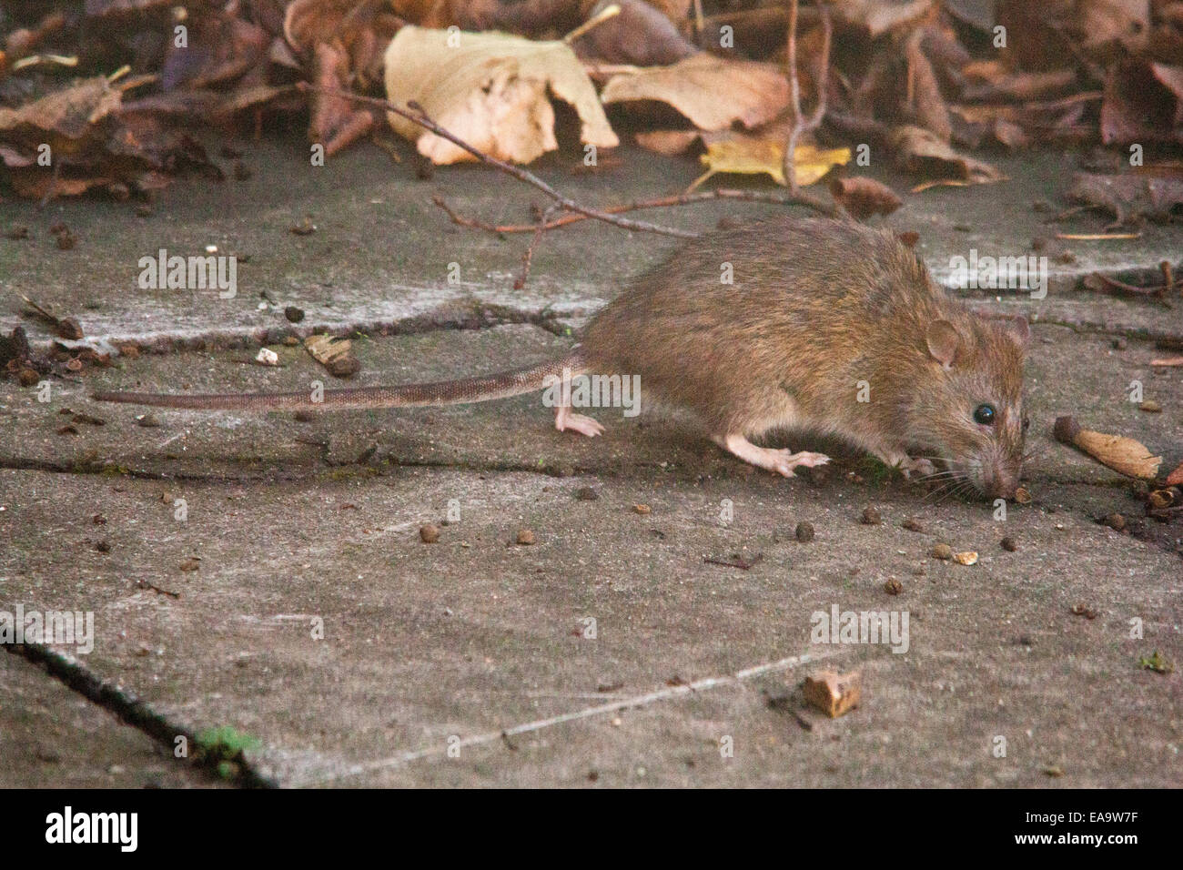 Norway rat hi-res stock photography and images - Alamy