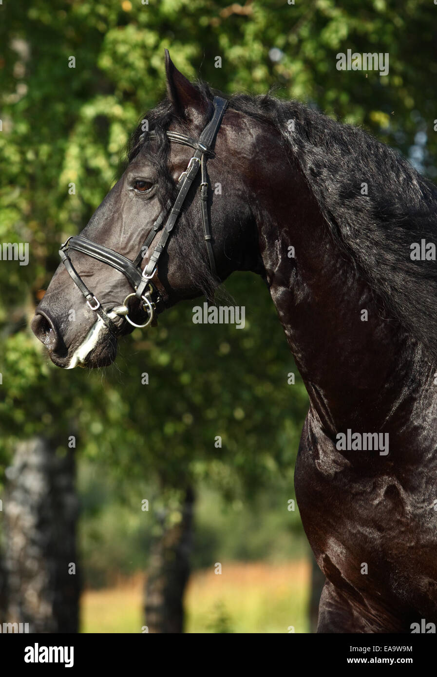Black friesian baroque horse stallion hi-res stock photography and ...