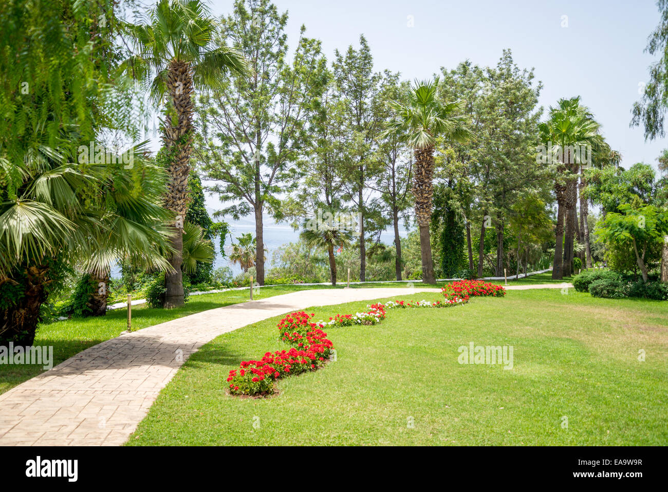 Palm tree walk way hi-res stock photography and images - Alamy