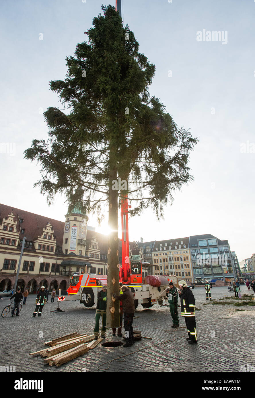 30 meter tree hi-res stock photography and images - Alamy