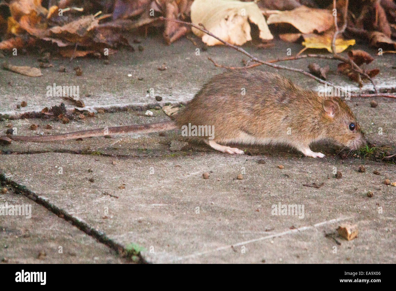 Common brown Rat ( Rattus norvegicus) also known as a Norway rat ...