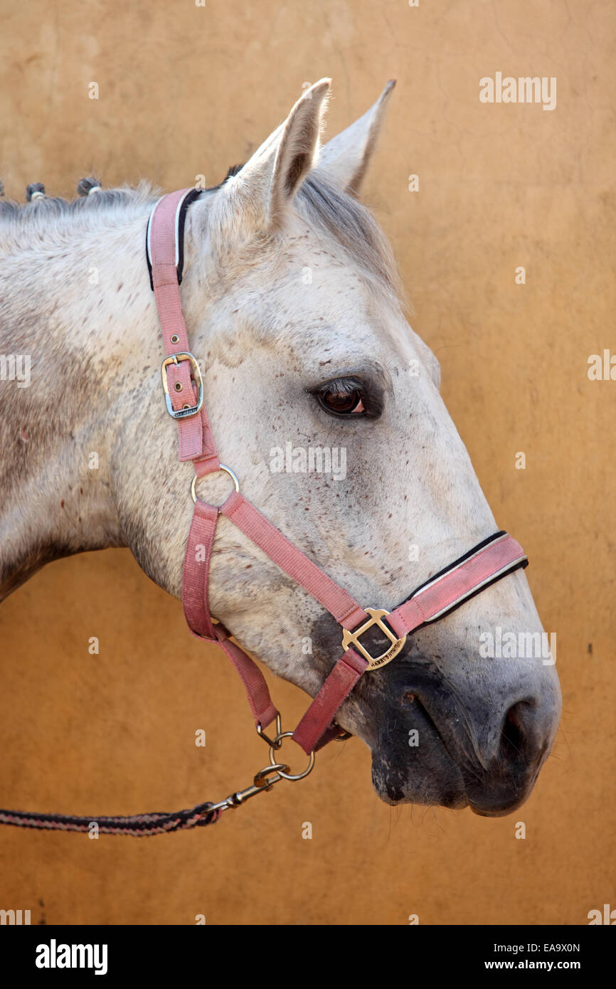 Tired dirty dressage horse after a difficult competition Stock Photo ...