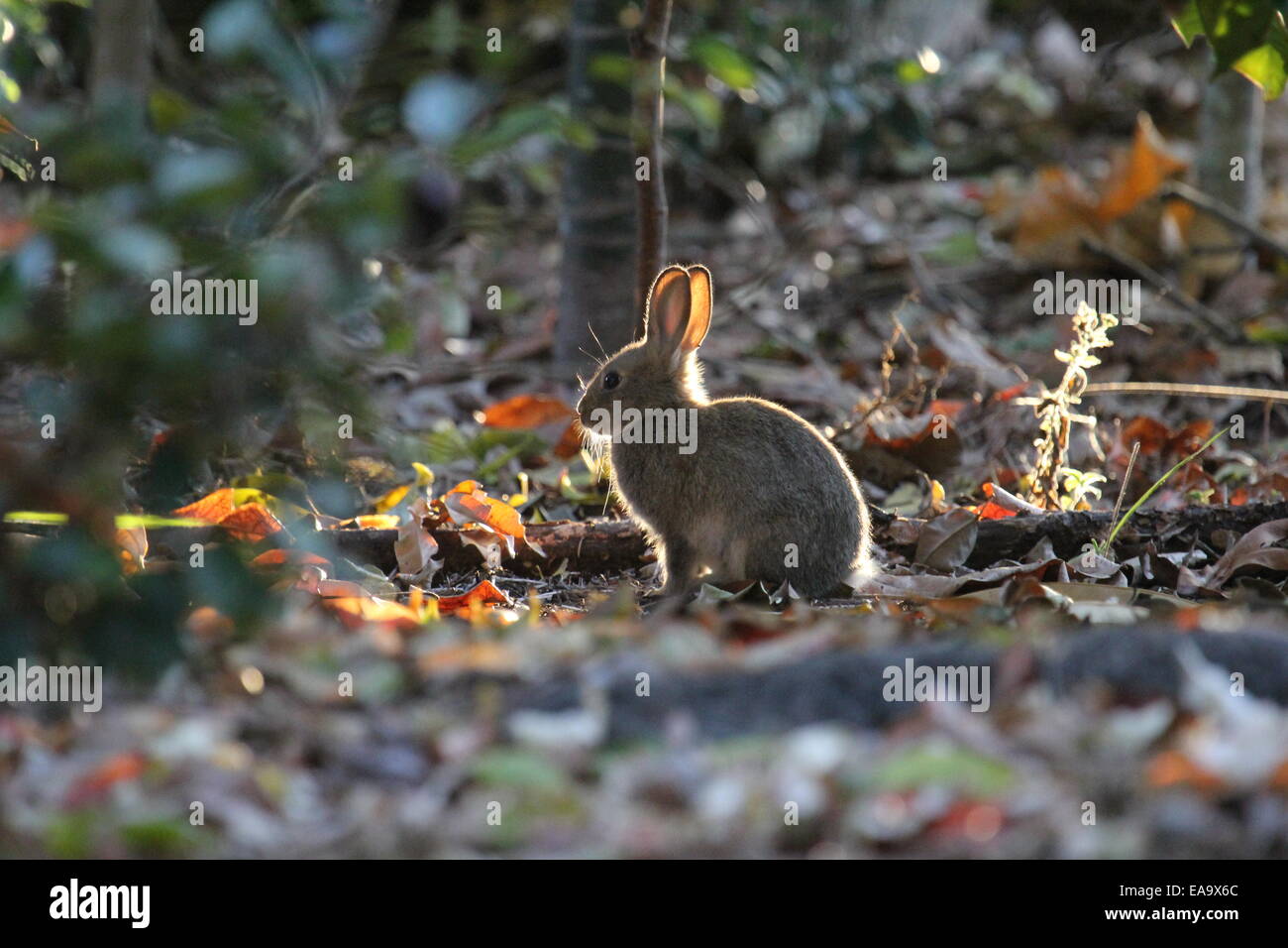 Rabbit in the forest by dawn Stock Photo - Alamy