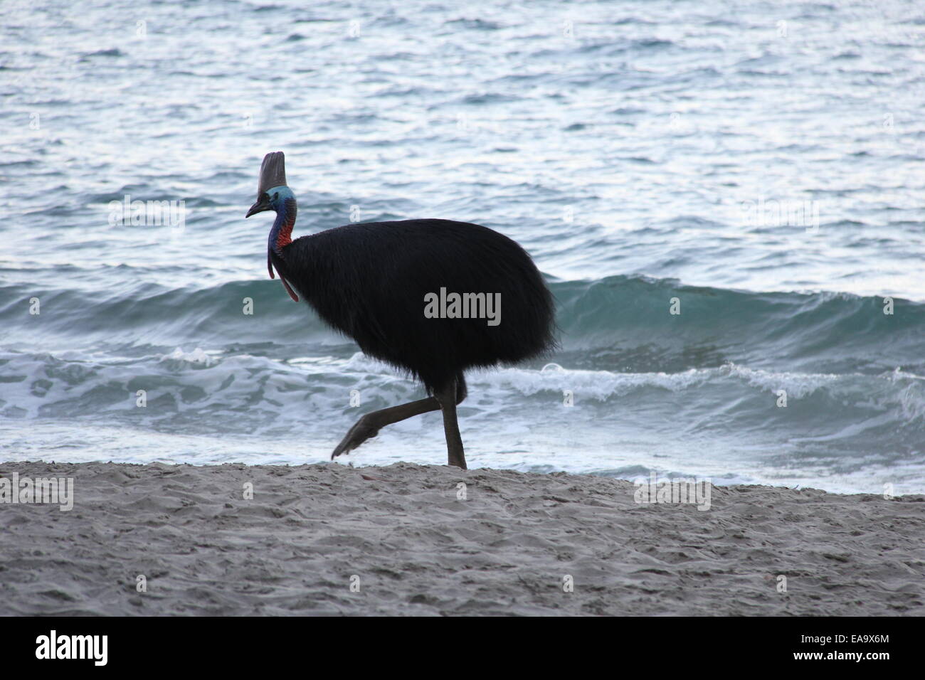 Cassowary on the beach Stock Photo - Alamy