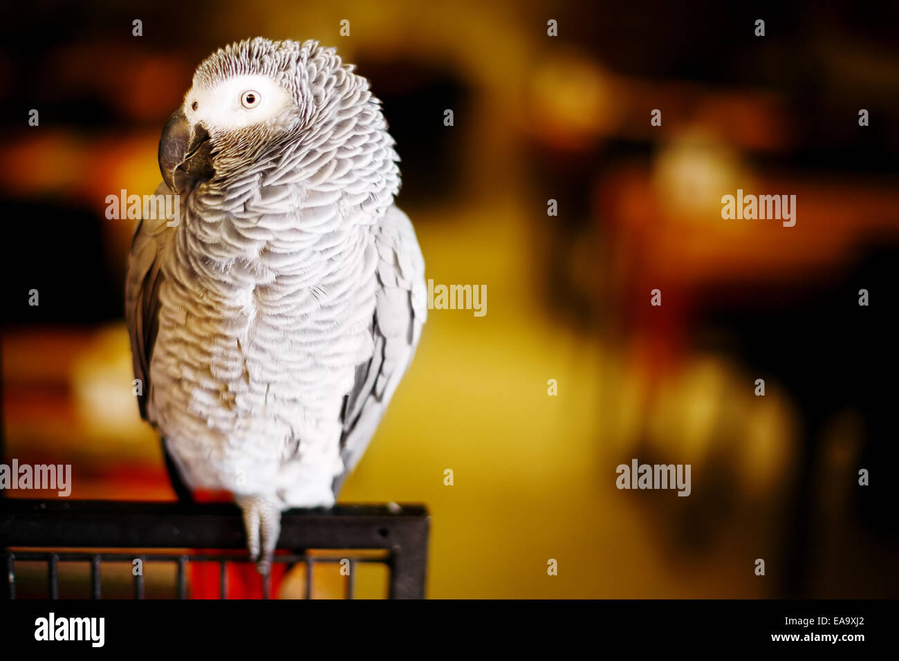 African grey parrot, grey parrot or Congo African grey parrot ...
