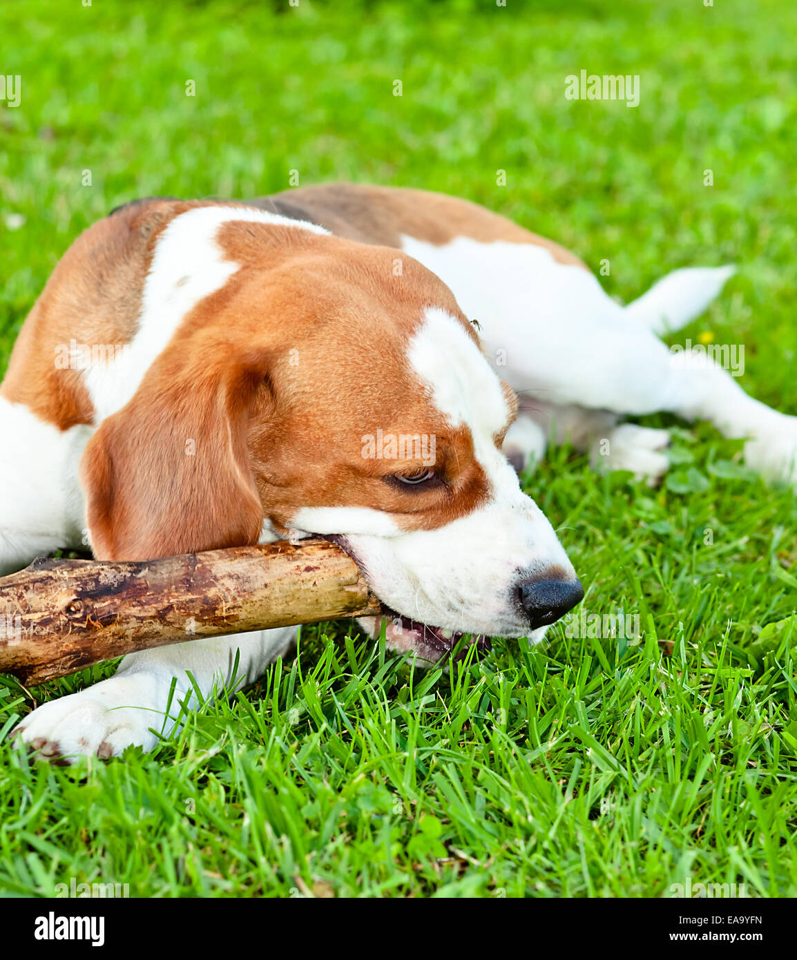 The dog plays with a stick on a lawn Stock Photo - Alamy