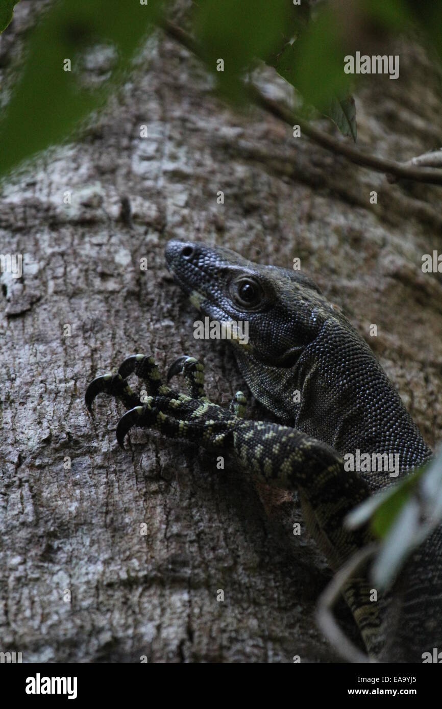 Lace monitor (Varanus Varius) in a tree Stock Photo - Alamy