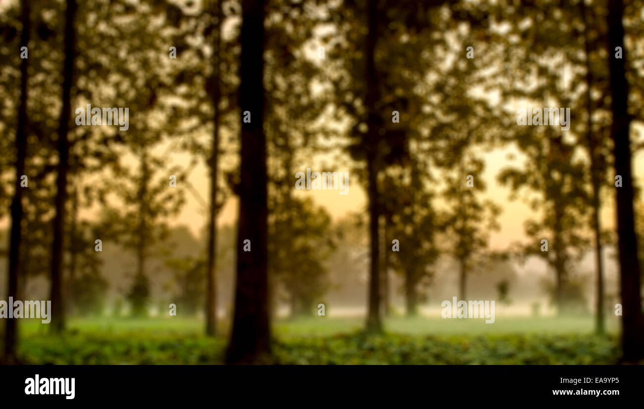 Teak tree hi-res stock photography and images - Alamy