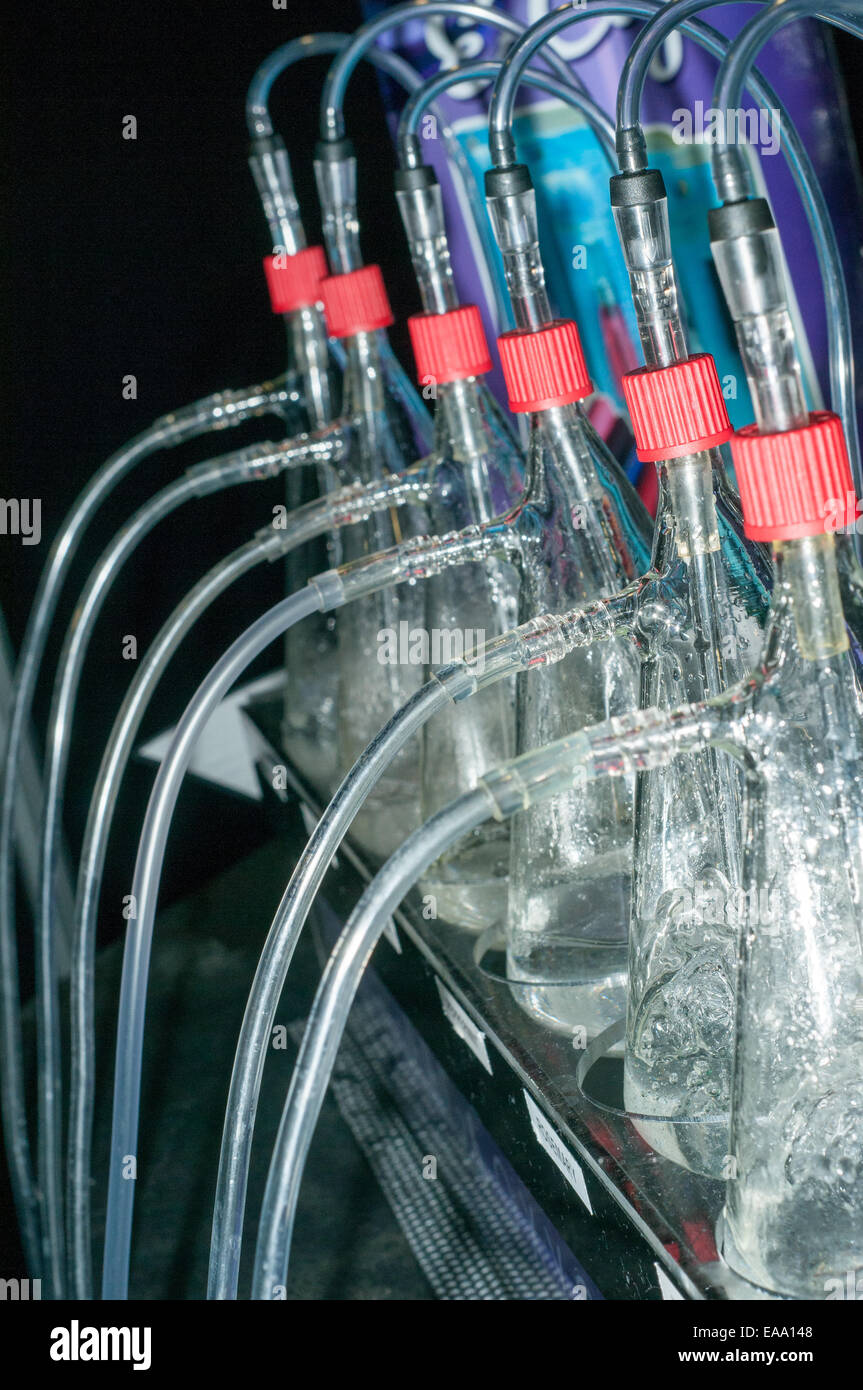 Laboratory glass flasks connected by tubes and bubbling liquids, used ...