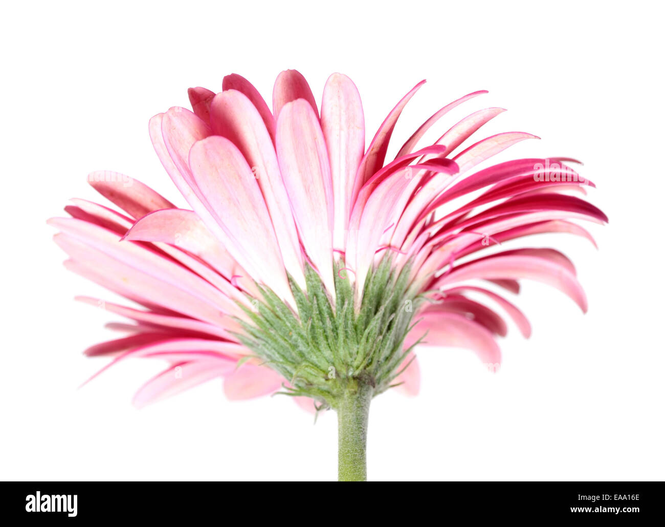 Bouquet flowers on side Cut Out Stock Images & Pictures - Alamy