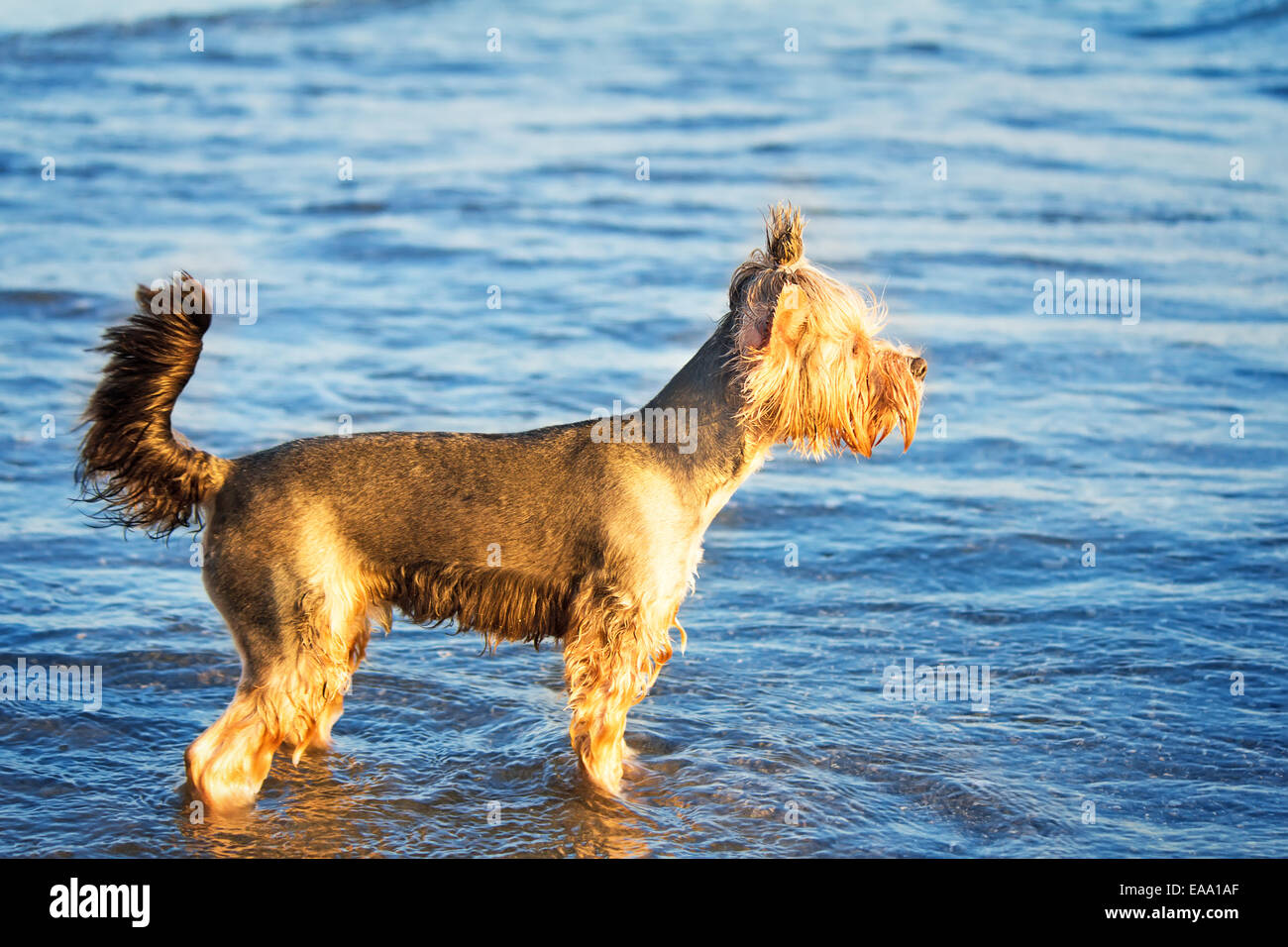 Beautiful pedigree dog on the beach plays in the coastal strip of water ...
