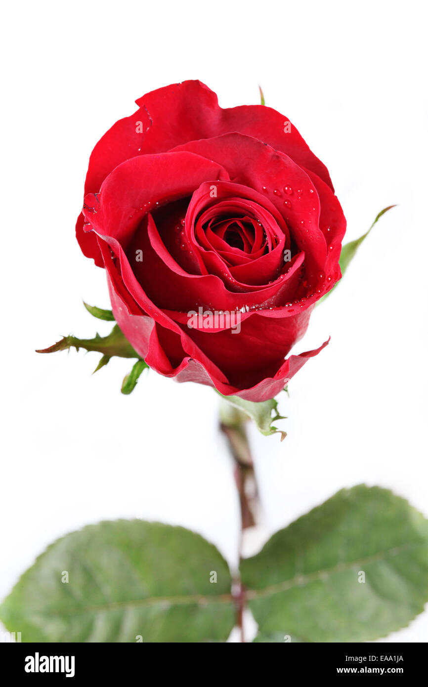 Wedding Ring in Rose, Will you marry me Stock Photo - Alamy