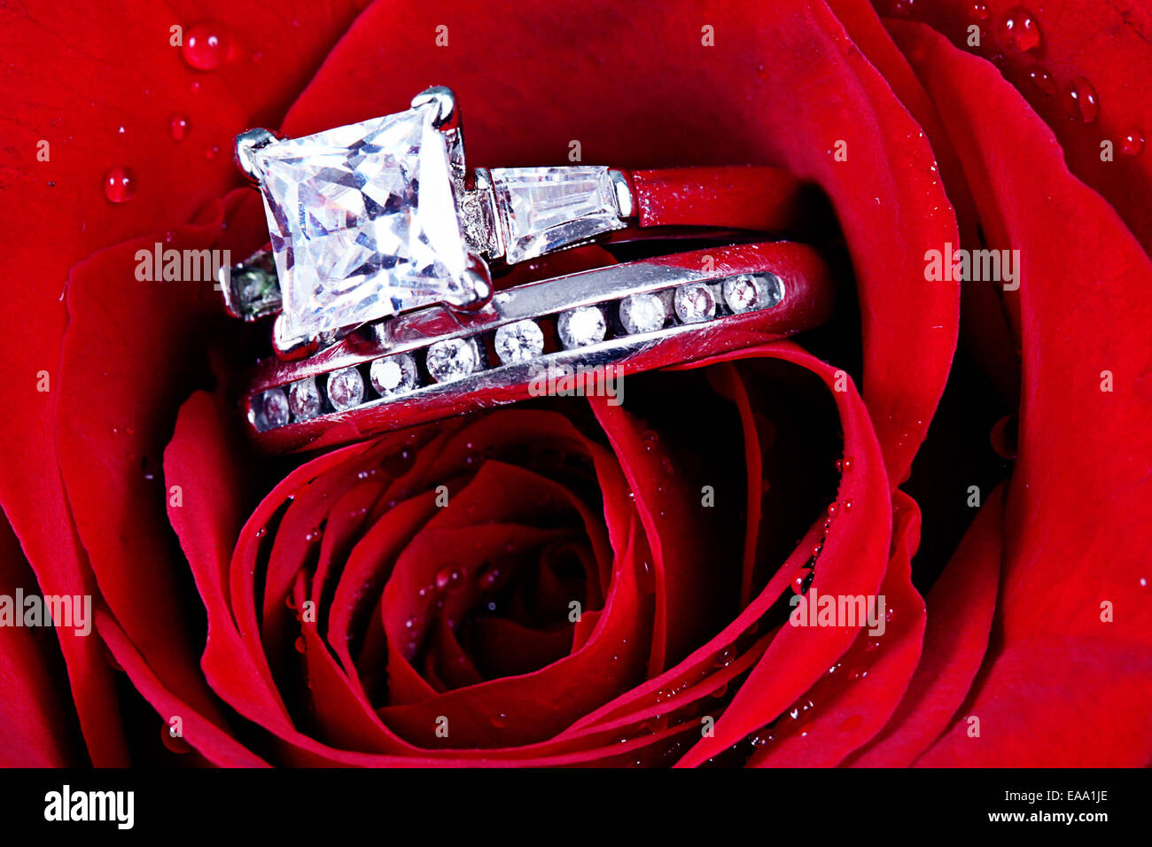 Wedding Ring in Rose, Will you marry me Stock Photo - Alamy