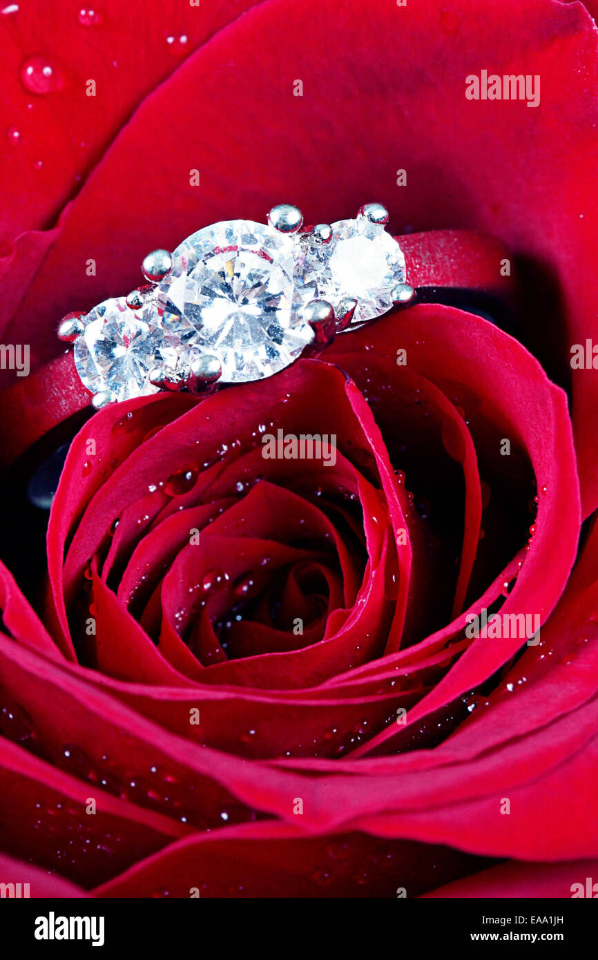 Wedding Ring in Rose, Will you marry me Stock Photo - Alamy