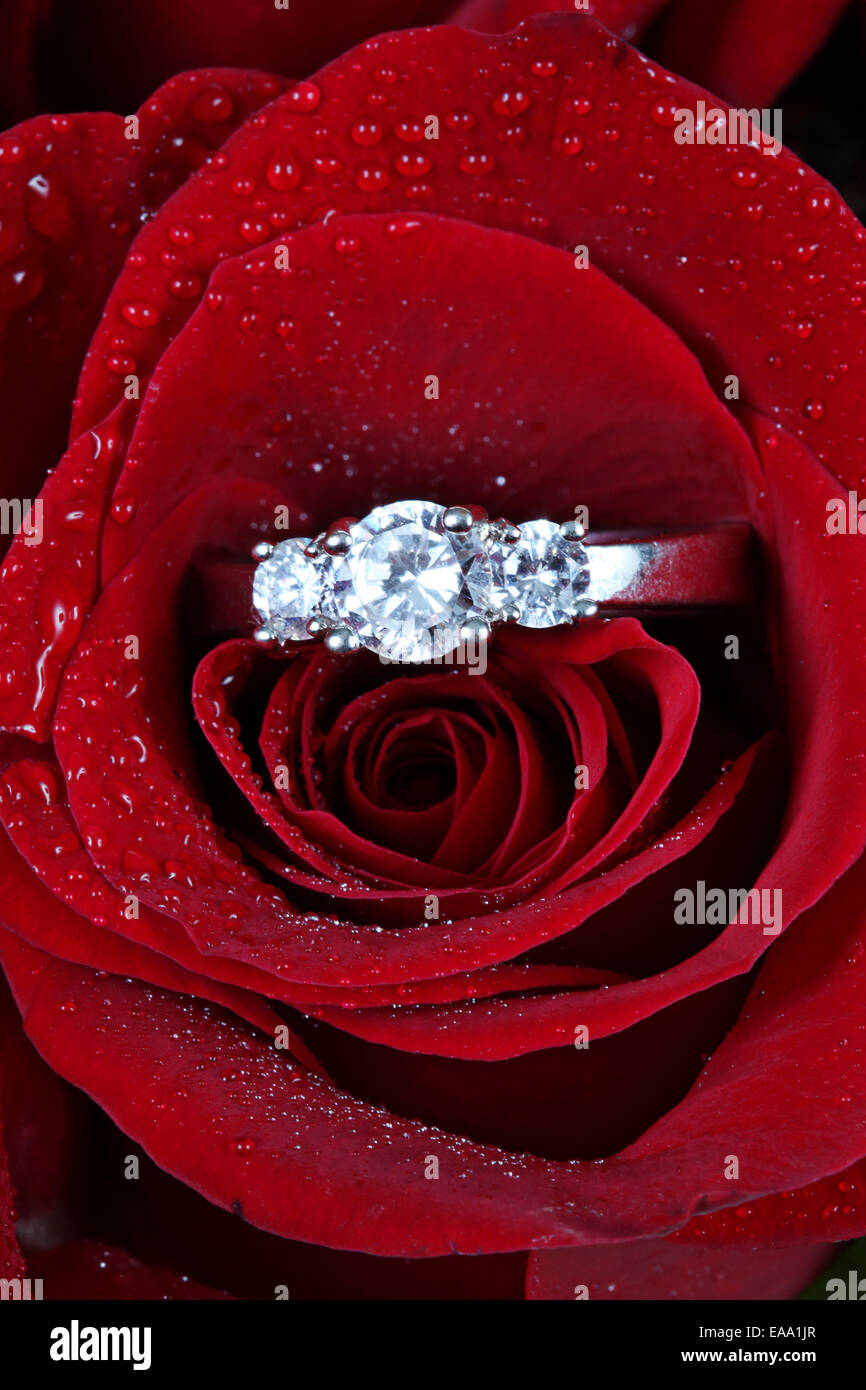 Wedding Ring in Rose, Will you marry me Stock Photo - Alamy