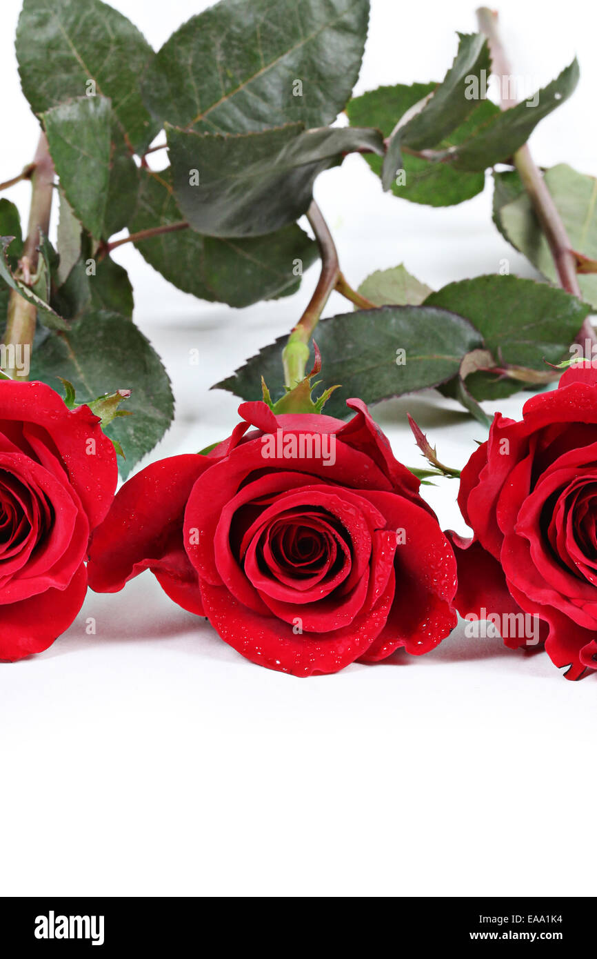 Wedding Ring in Rose, Will you marry me Stock Photo - Alamy