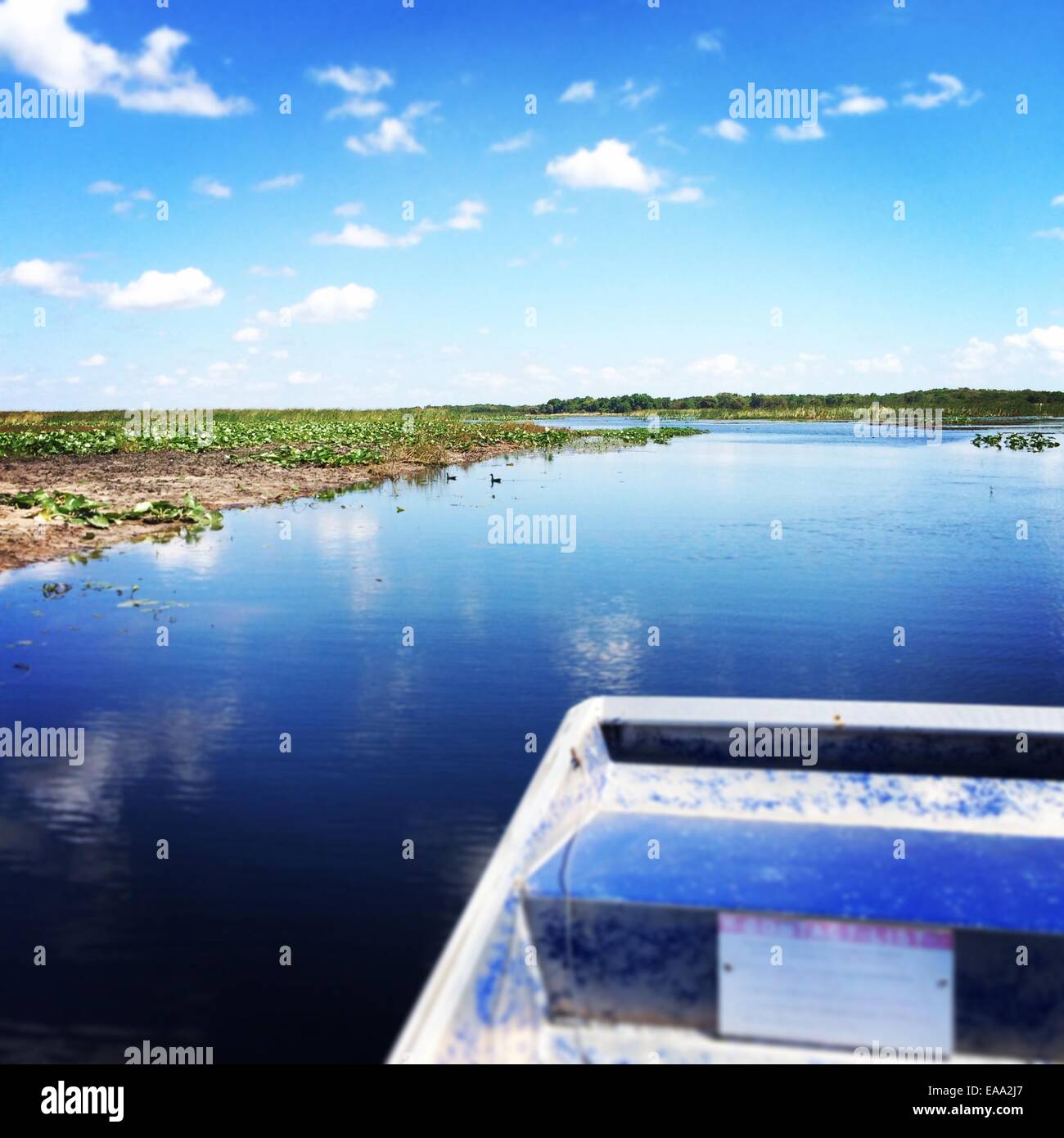 wetland or swamp or bog Stock Photo - Alamy