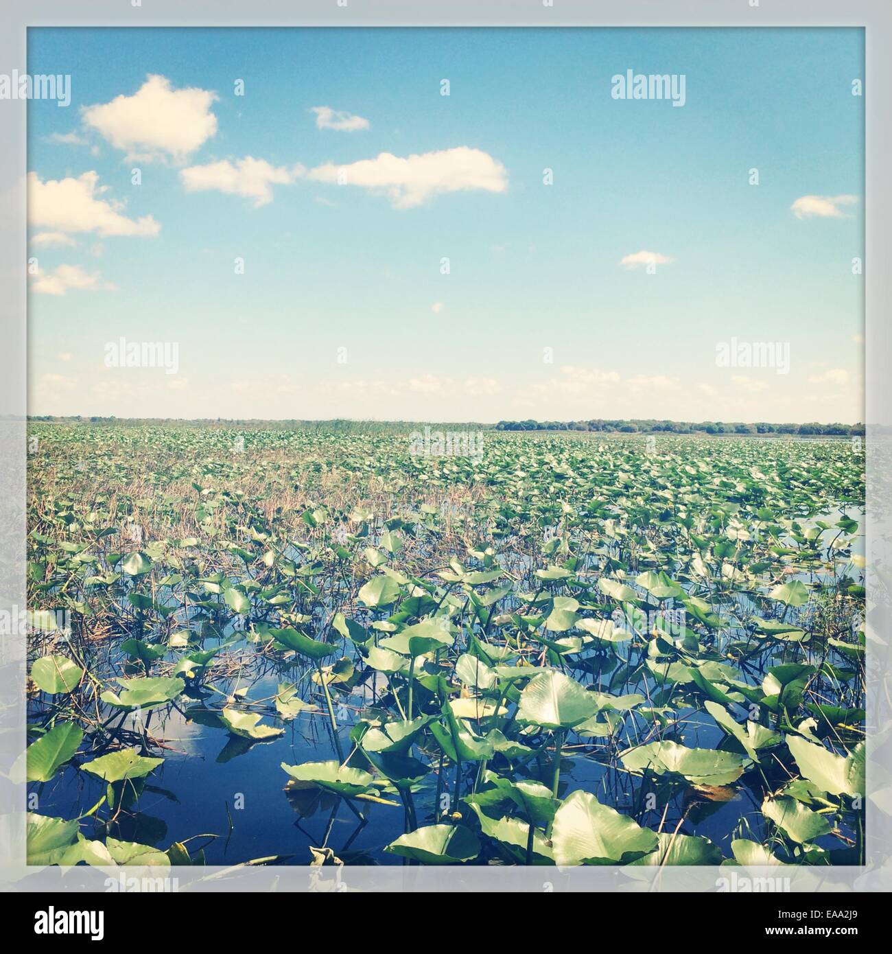 wetland or swamp or bog Stock Photo - Alamy