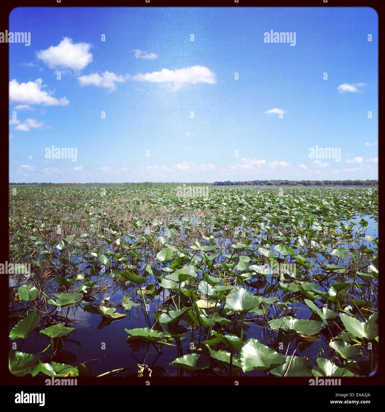 Swamp bog mangrove hi-res stock photography and images - Alamy