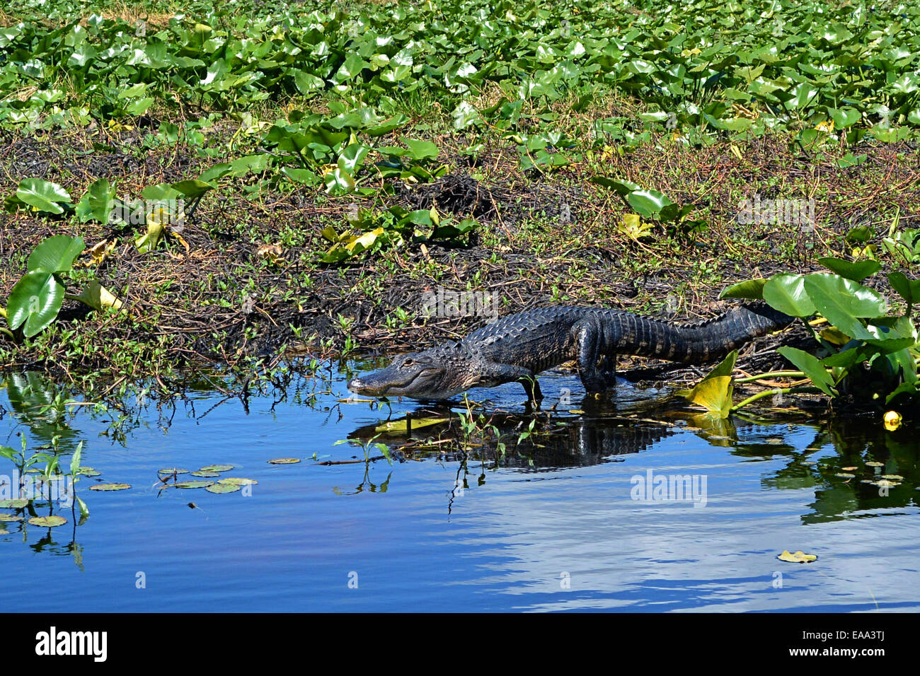 alligator in swamp Stock Photo - Alamy
