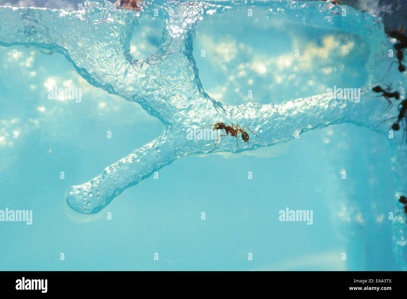 Jelly Ant Farming Material