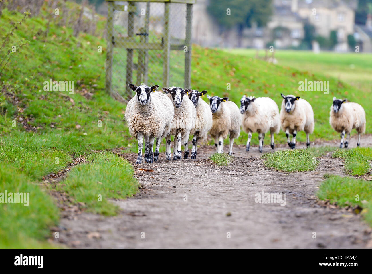 Sheep walking single file through Bolton Abbey estate with Bolton ...
