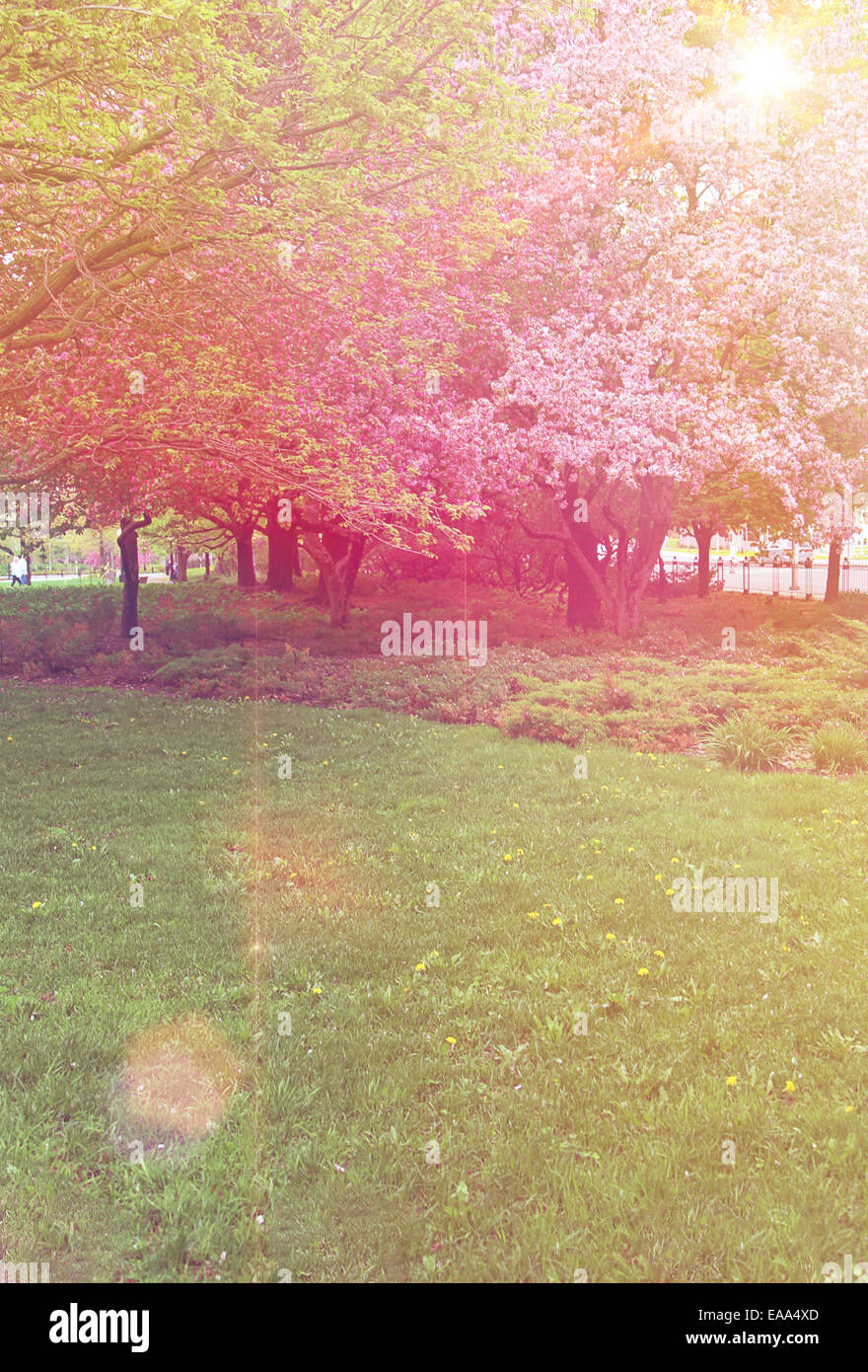 sunny effect on trees Stock Photo - Alamy