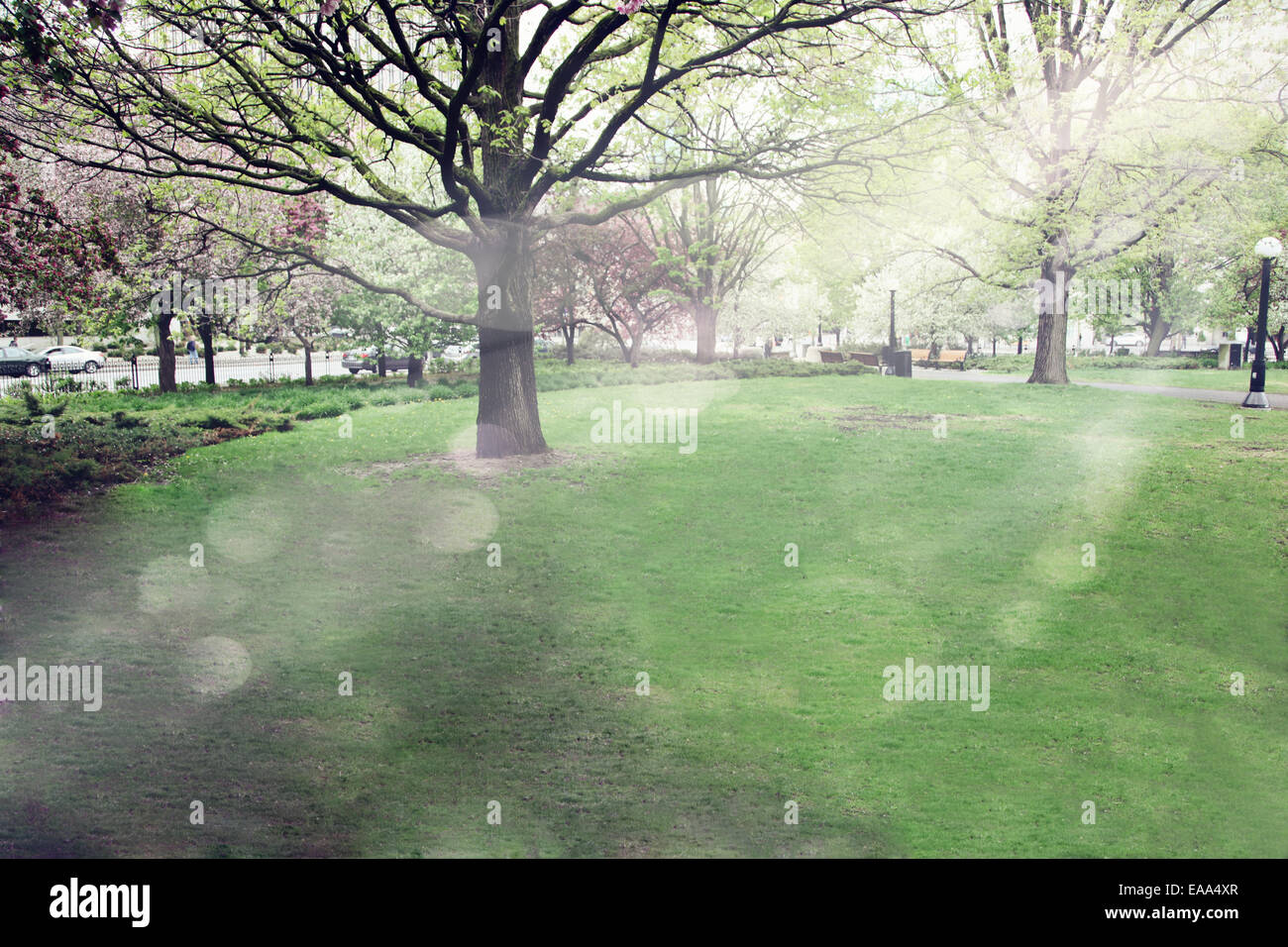 Beautiful Morning in the forest with rays of sunlight Stock Photo - Alamy