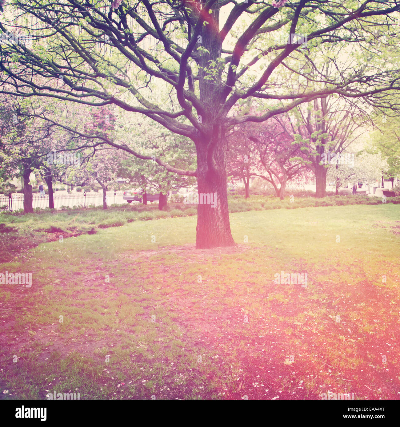 sunny effect on trees Stock Photo - Alamy