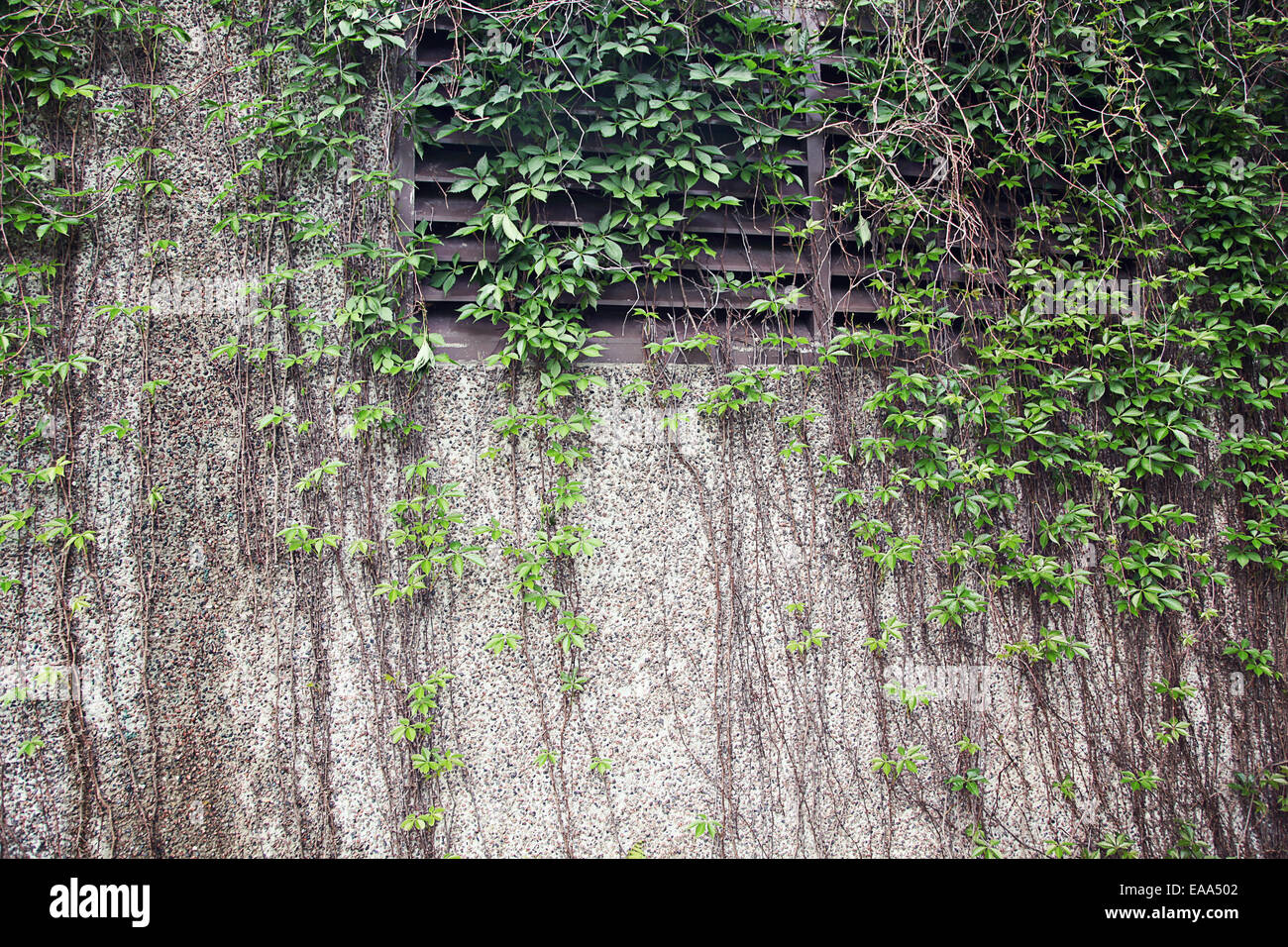 Vines on brick wall hi-res stock photography and images - Alamy