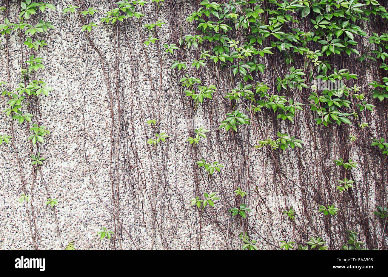 Vines growing on a rock wall - Abstract grunge Stock Photo - Alamy
