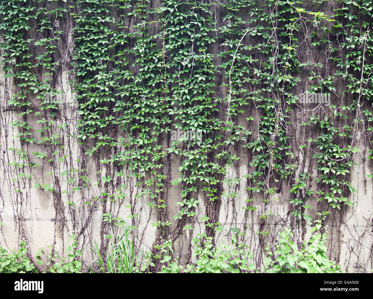 Green Vines Climbing Wall