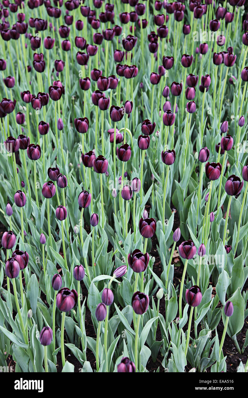 Beautiful spring tulip flowers in coloful garden Stock Photo - Alamy