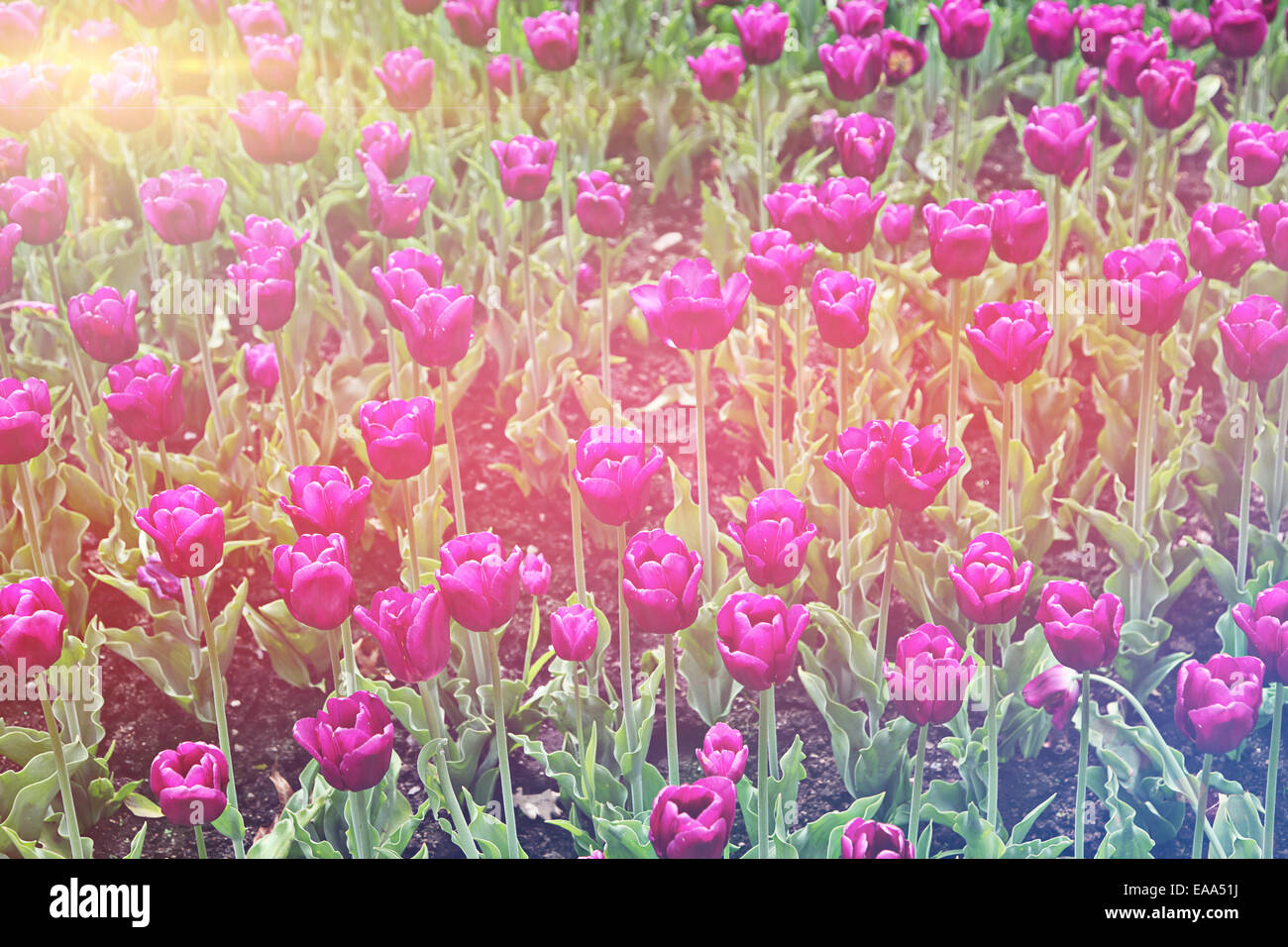 Instagram lighting hi-res stock photography and images - Alamy