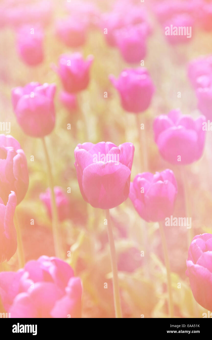 With Instagram effect Stock Photo - Alamy