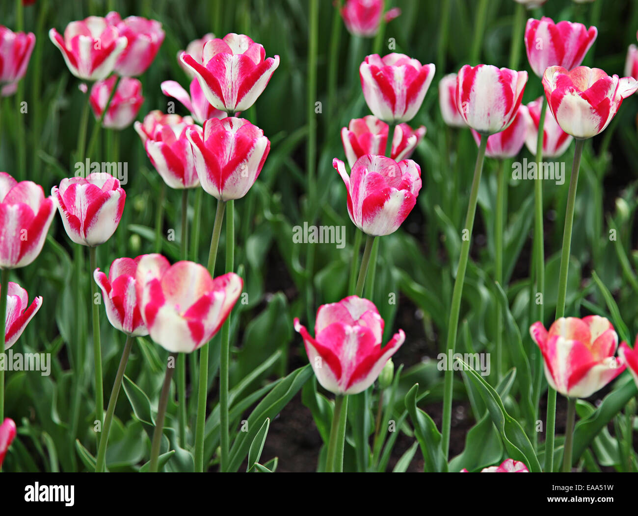 Beautiful spring tulip flowers in coloful garden Stock Photo - Alamy