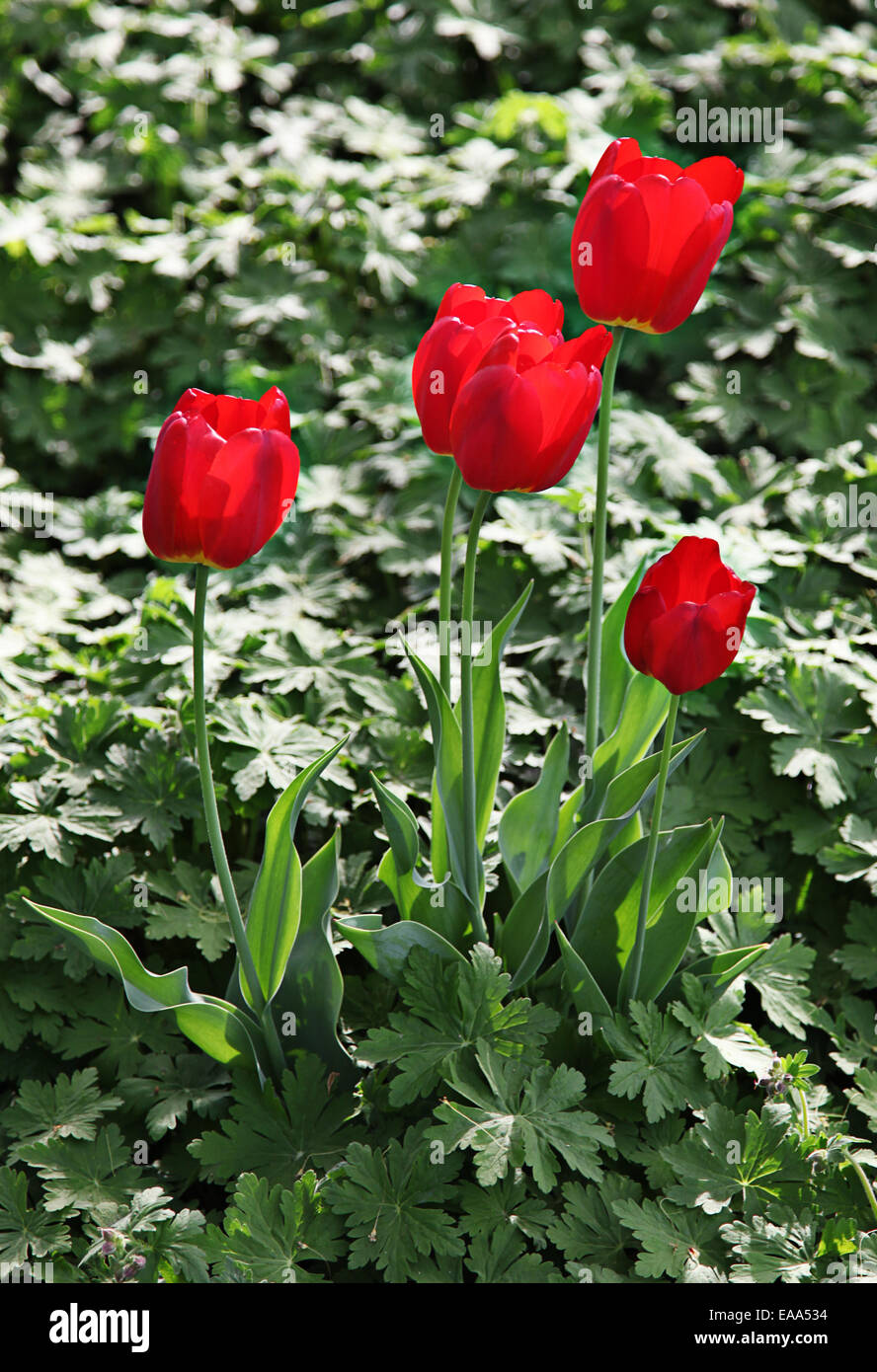 Beautiful spring tulip flowers in coloful garden Stock Photo - Alamy