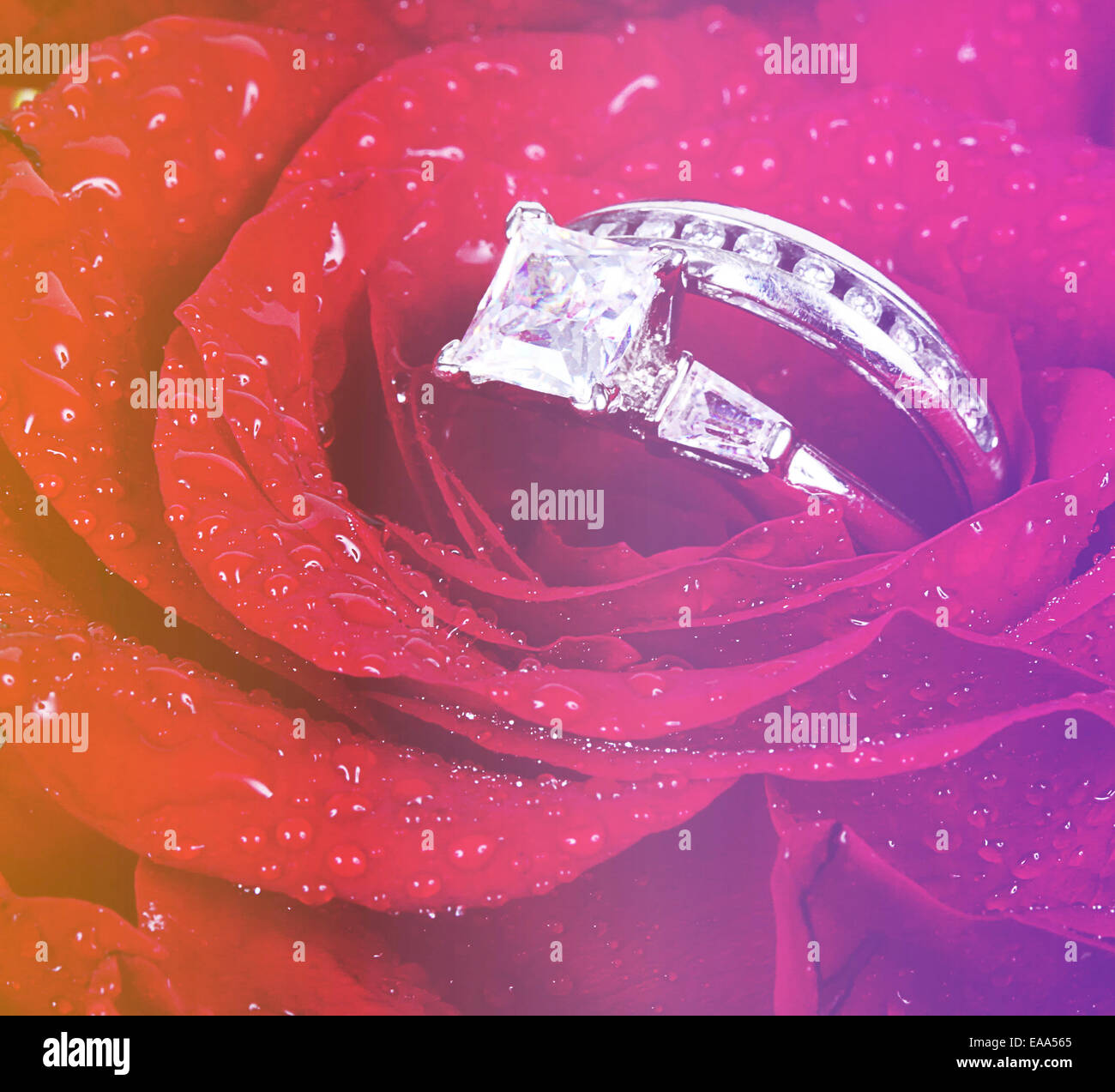 Solitaire roses hi-res stock photography and images - Alamy
