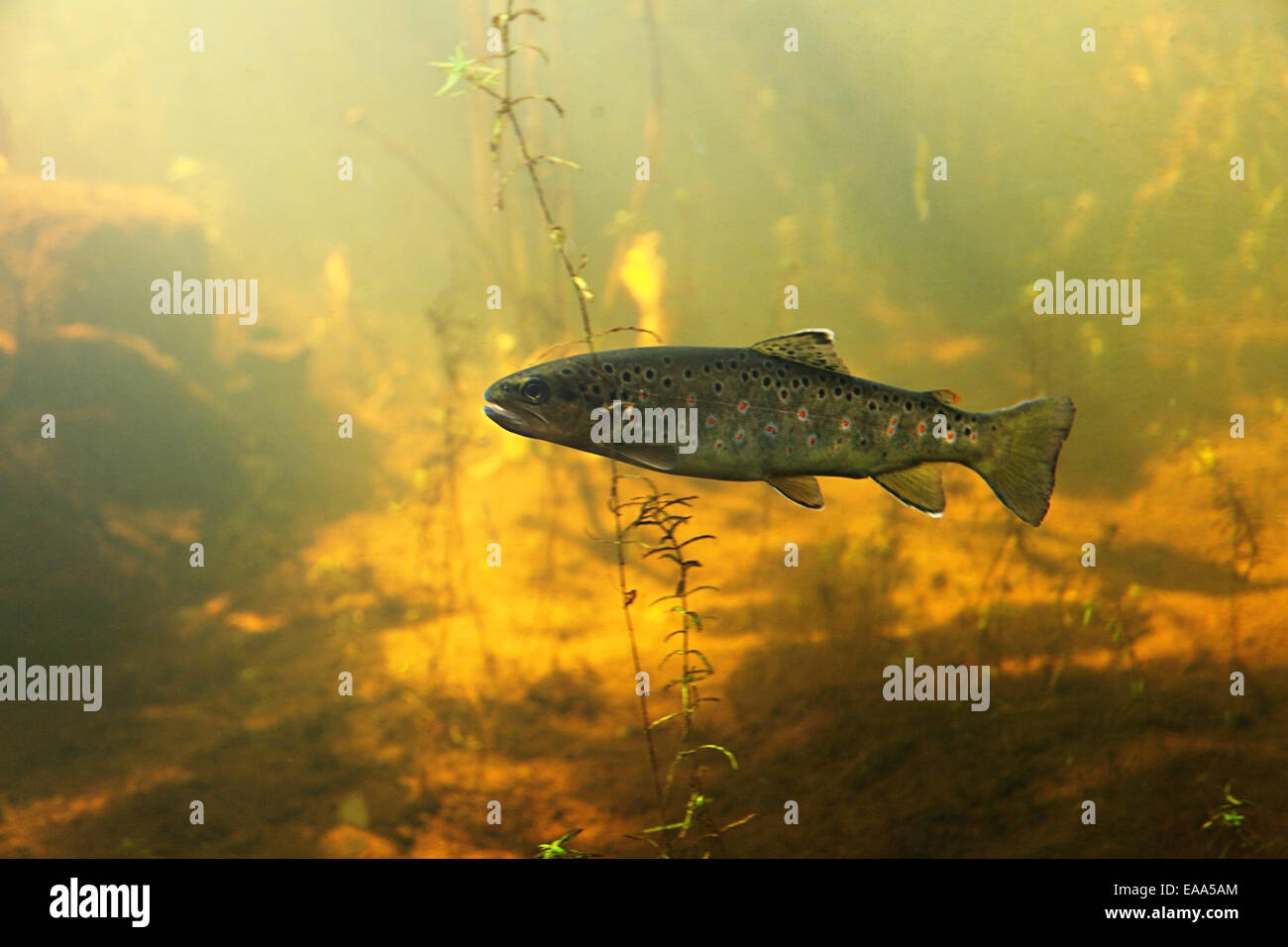 Underwater view of pond with fish Stock Photo - Alamy