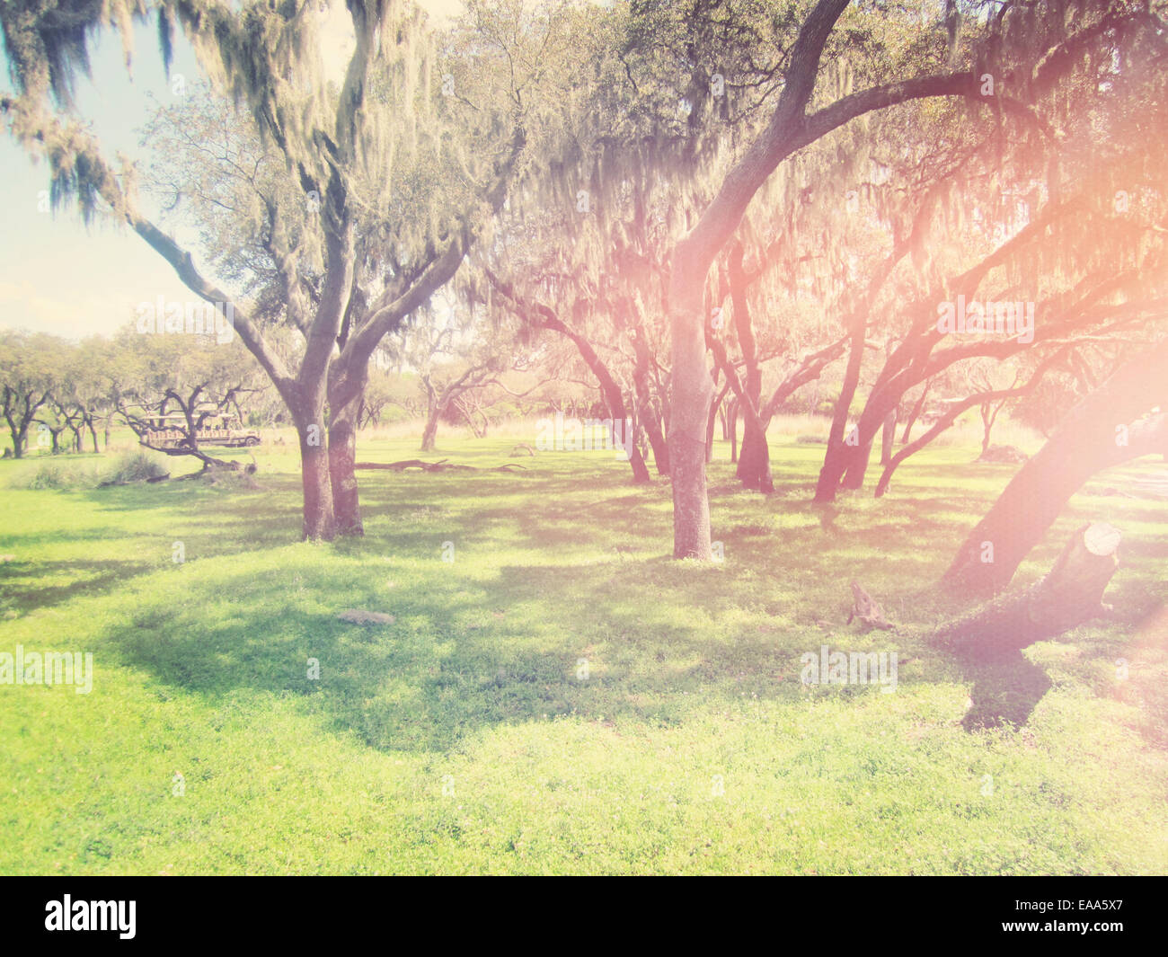 sunny effect on trees Stock Photo - Alamy