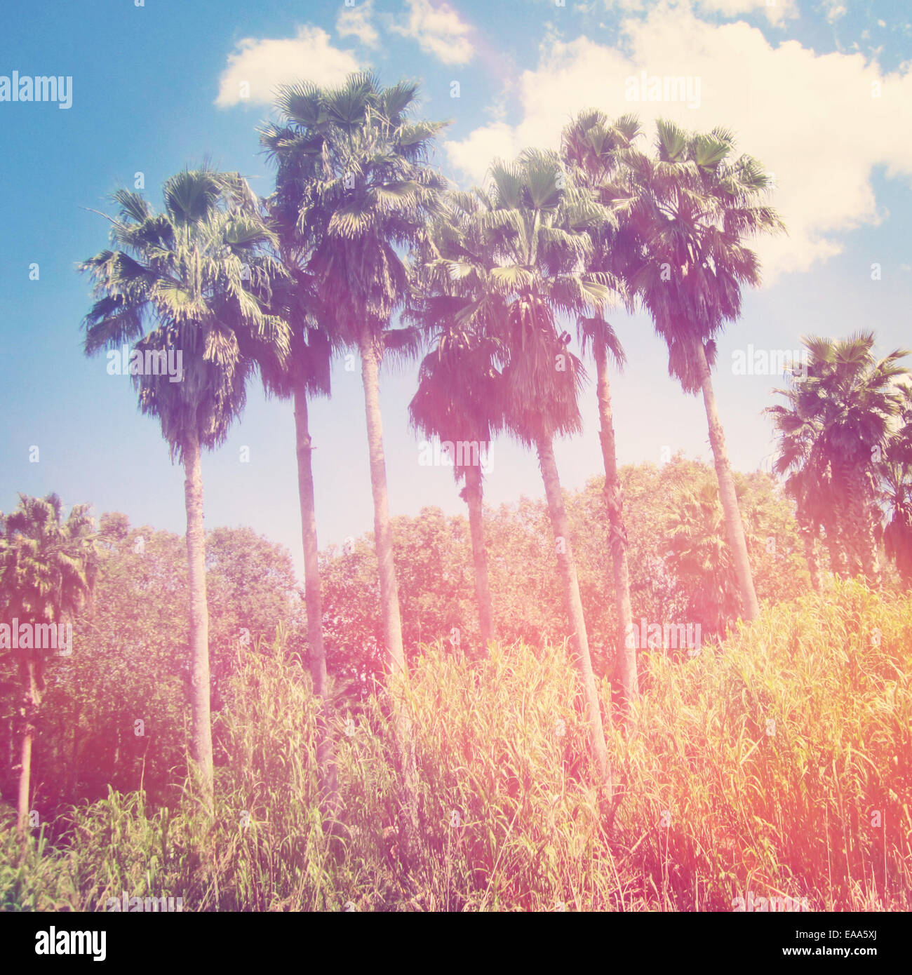 sunny effect on trees Stock Photo - Alamy